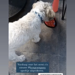 KONG Lotus Bal bestellen | Beste Hondenbal voor snoepjes