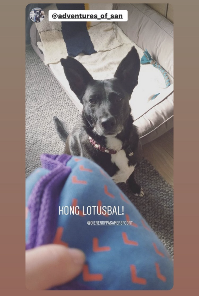 KONG Lotus Bal bestellen | Beste Hondenbal voor snoepjes