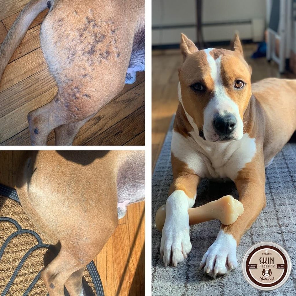 Top 5 Balsems hond Natural Dog Company | Jeuk en rode huid