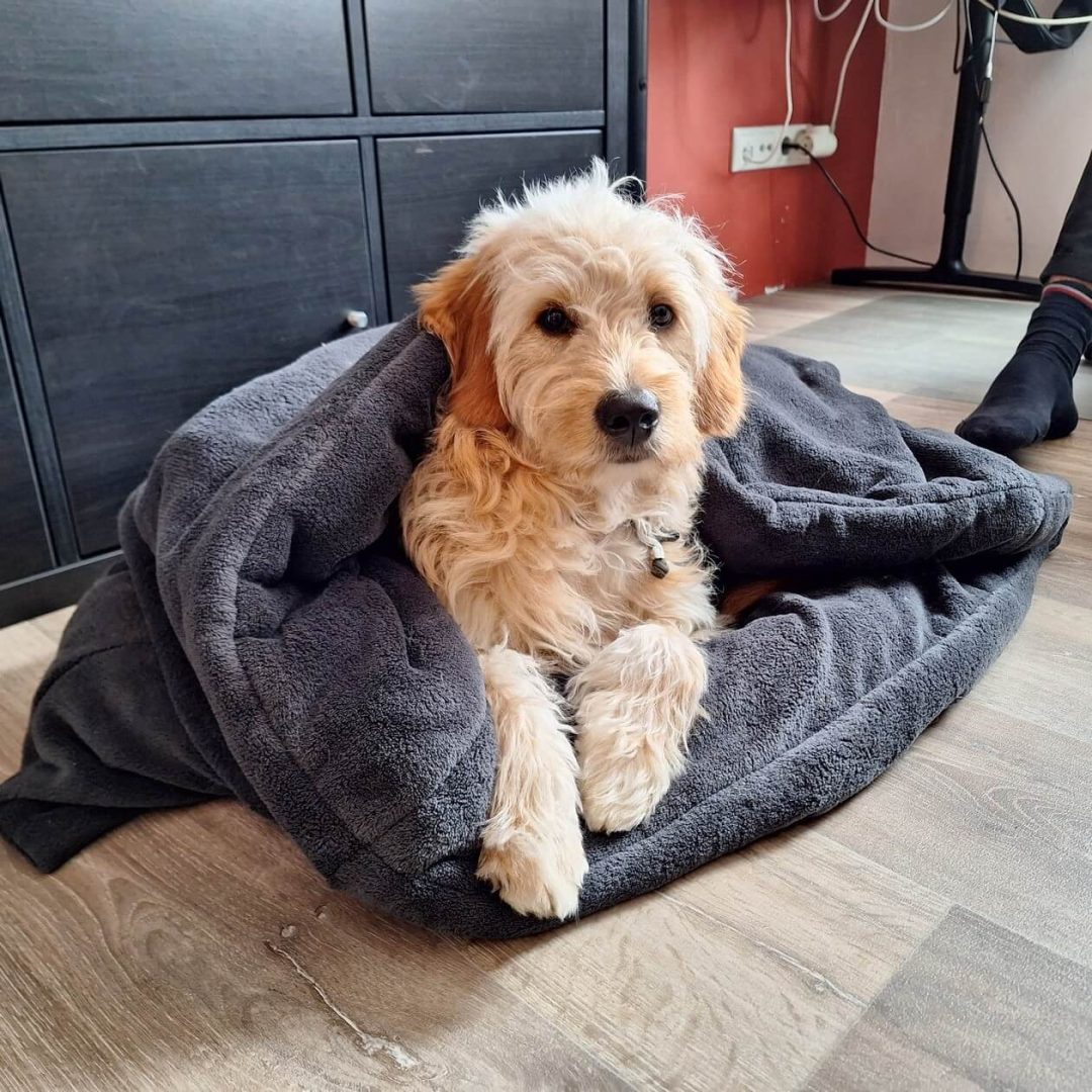 250 Hondennamen Reu die jij écht nog niet kent!