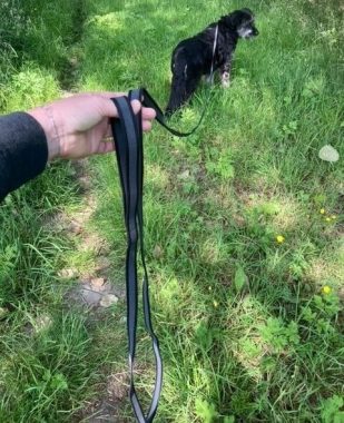 Dit is écht een goede oplossing bij een trekkende hond aan de lijn!