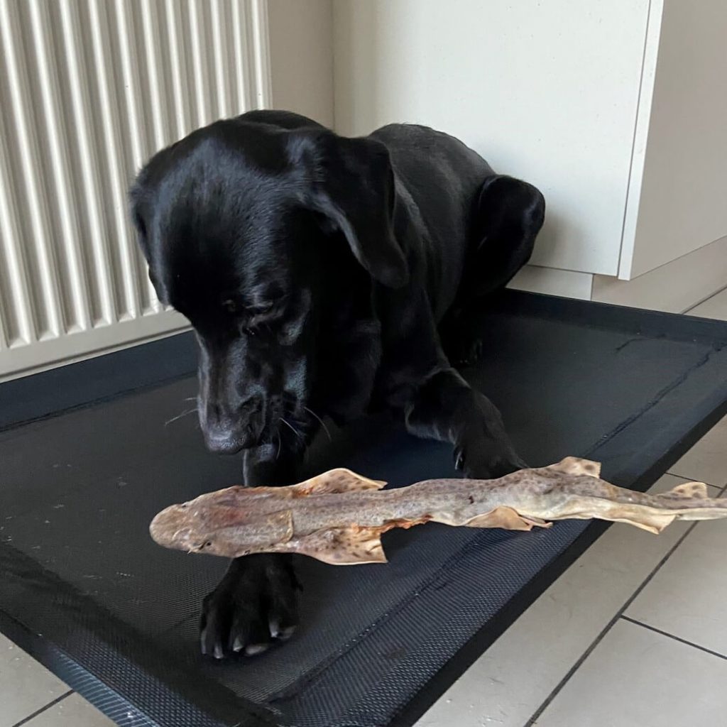 Nieuw! Gedroogde Kathaai 40cm voor hond & puppy • Bestel goedkoop!