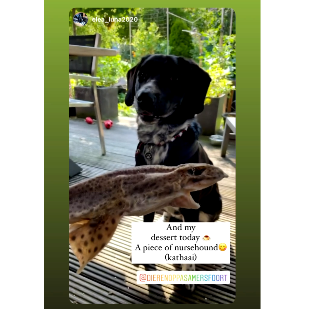 Nieuw! Gedroogde Kathaai 40cm voor hond & puppy • Bestel goedkoop!