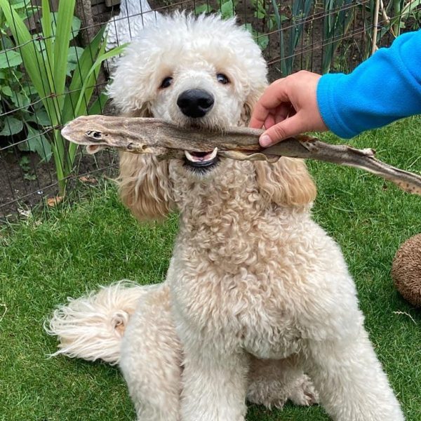 Nieuw! Gedroogde Kathaai 40cm voor hond & puppy • Bestel goedkoop!