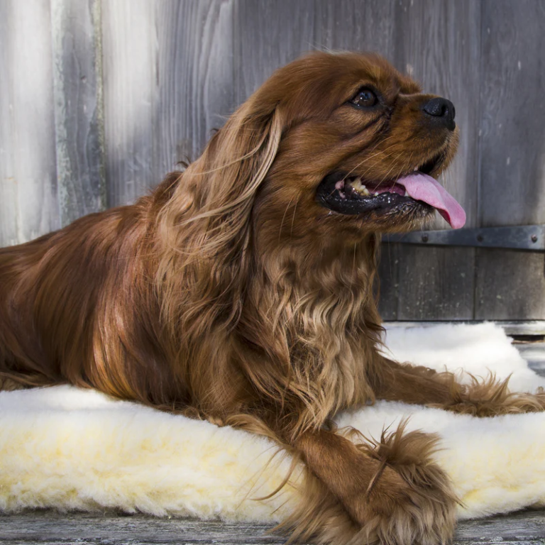Onverwoestbare hondenmand & kussen | Hugglefleece Mat