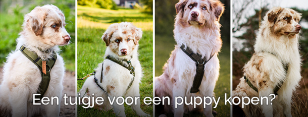 5 TIPS: Een puppy tuigje is juist wél handig & nodig | Wist jij dit?