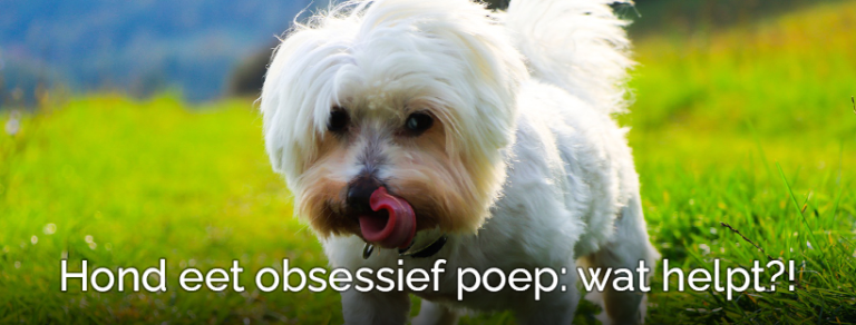 Wat te doen?! Hond eet obsessief Poep & Stront (Tips & Tricks)