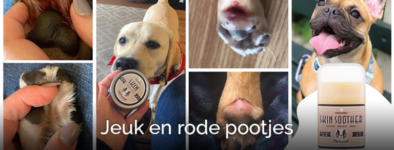Hond heeft rode poten en bijt erop: wat is de oplossing?! - Dierenoppas ...
