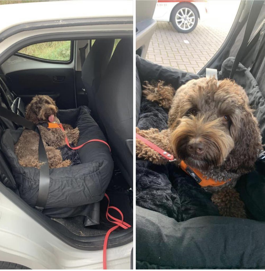 Wat is écht een goede Auto Hondenmand? Geteste aanraders!