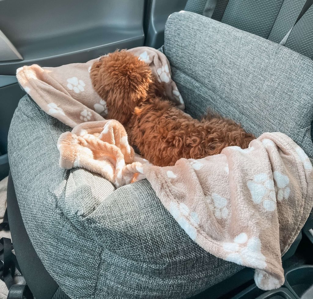 Wat is écht een goede Auto Hondenmand? Geteste aanraders!