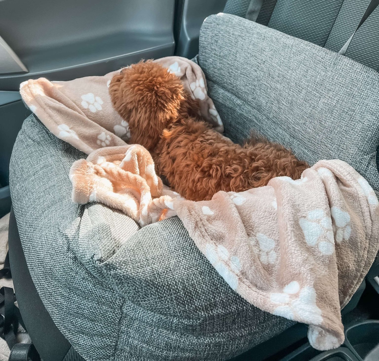 Wat is écht een goede Auto Hondenmand? Geteste aanraders!