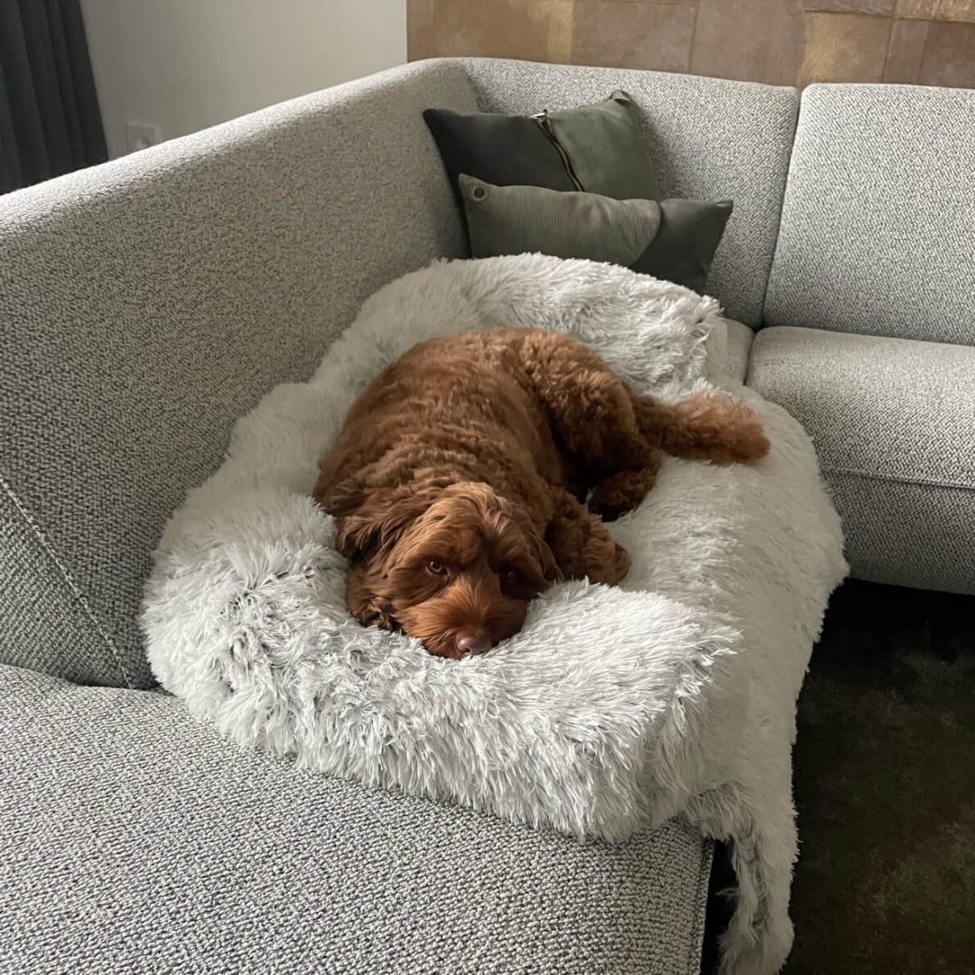 Nr 1 Beste Hondenmand voor op de bank (Sofamand Hond)