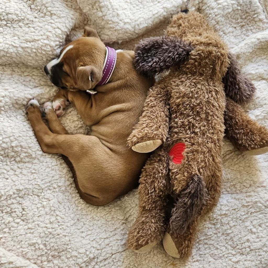 De beste Hartslag Hondenknuffel & Puppyknuffel | Bestel hier