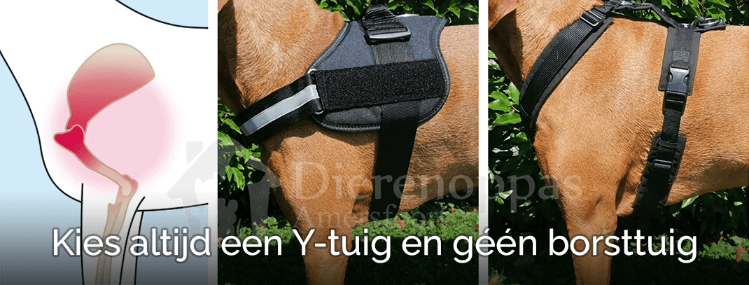 Uitgelegd | Hierom altijd een Y-tuig hond en zeker geen borsttuig!
