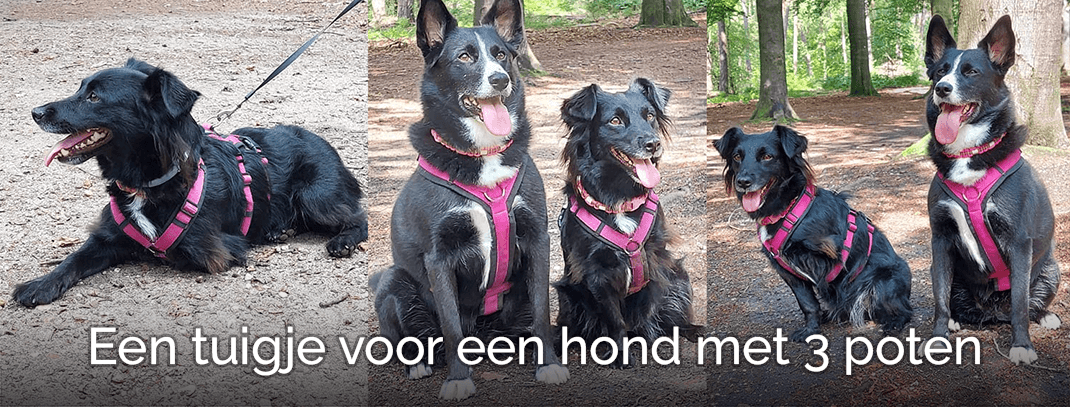 Het beste tuigje voor een hond met 3 poten | Onze tips!