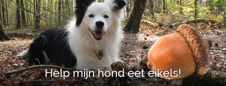 Hond eet eikels | Is dit gevaarlijk en hoe leer je dit af?