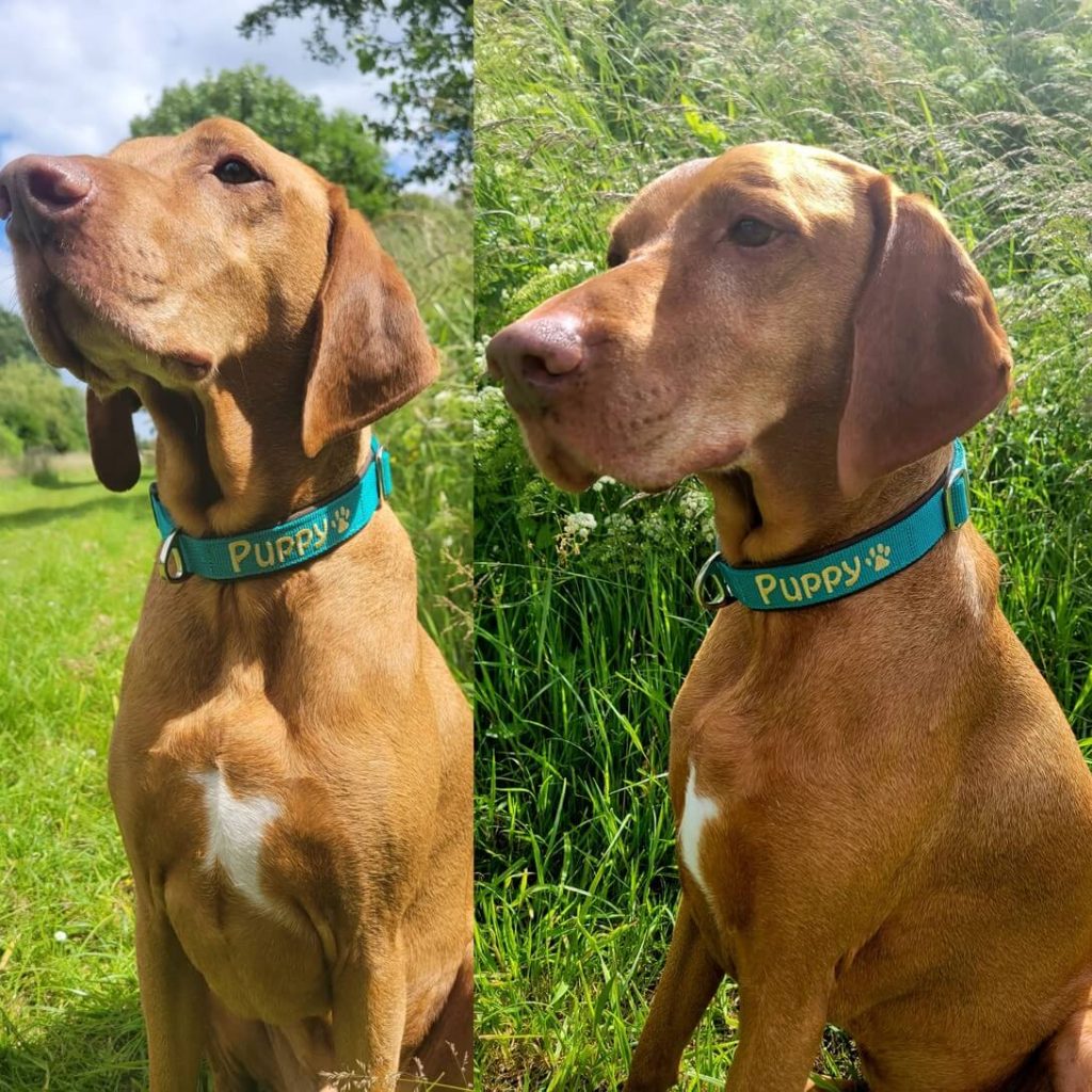 Ontwerp je eigen Halsband | Hond | Naam & Telefoonnummer