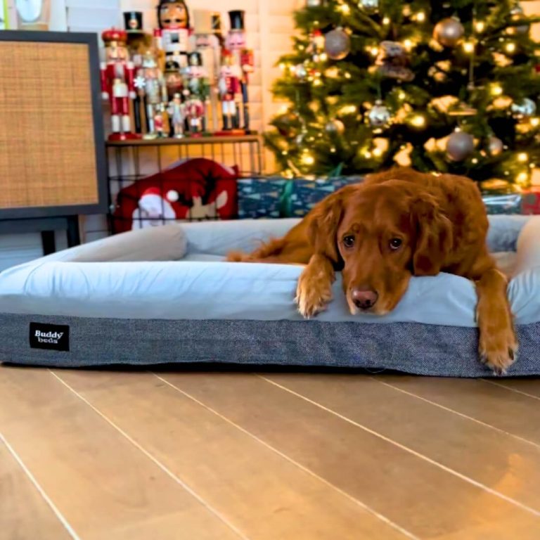 Luxe Orthopedische hondenmanden (Buddy Beds) kopen?