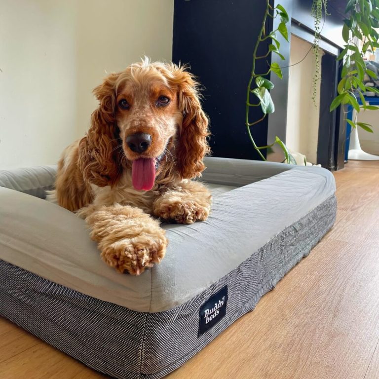 Luxe Orthopedische hondenmanden (Buddy Beds) kopen?