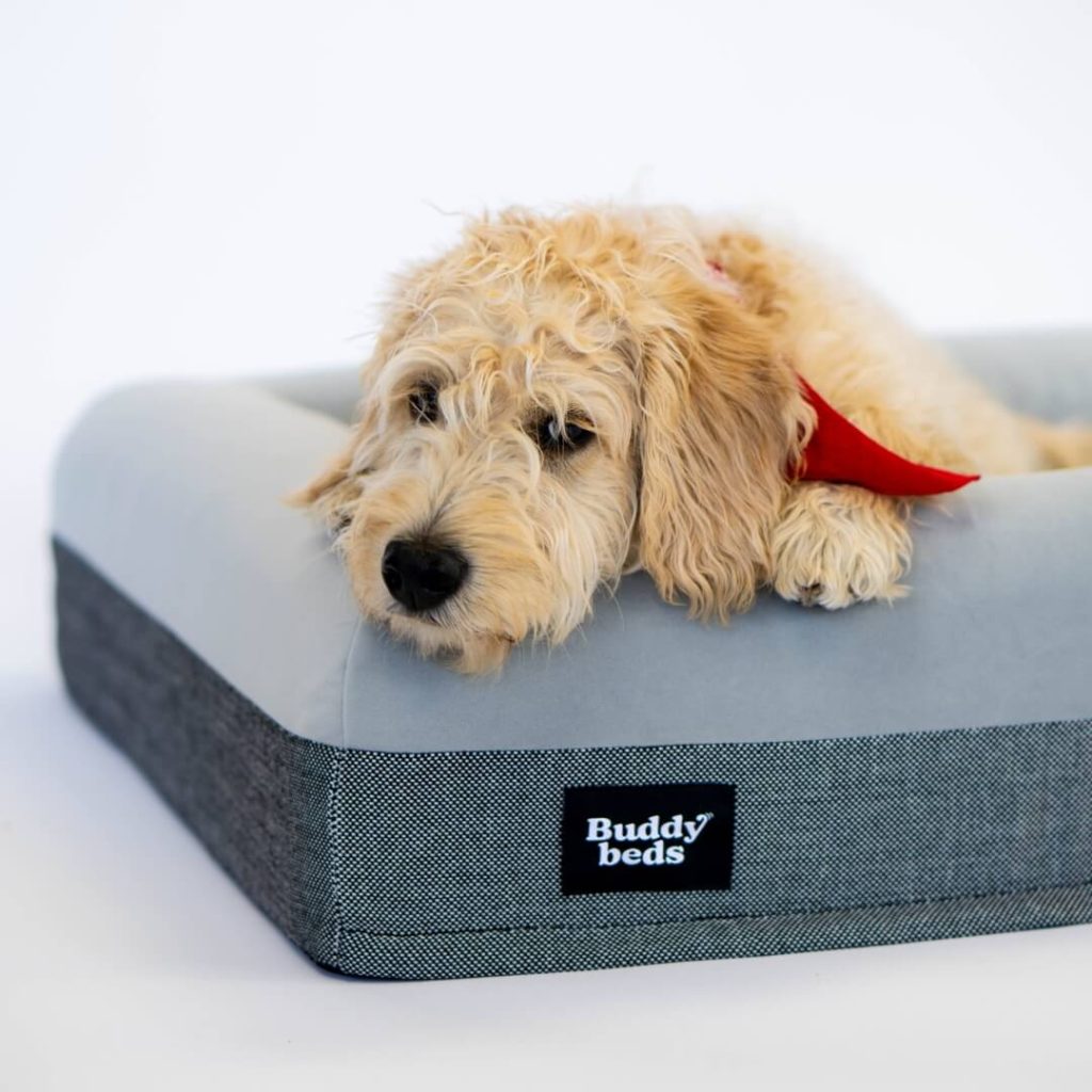 Luxe Orthopedische hondenmanden (Buddy Beds) kopen?
